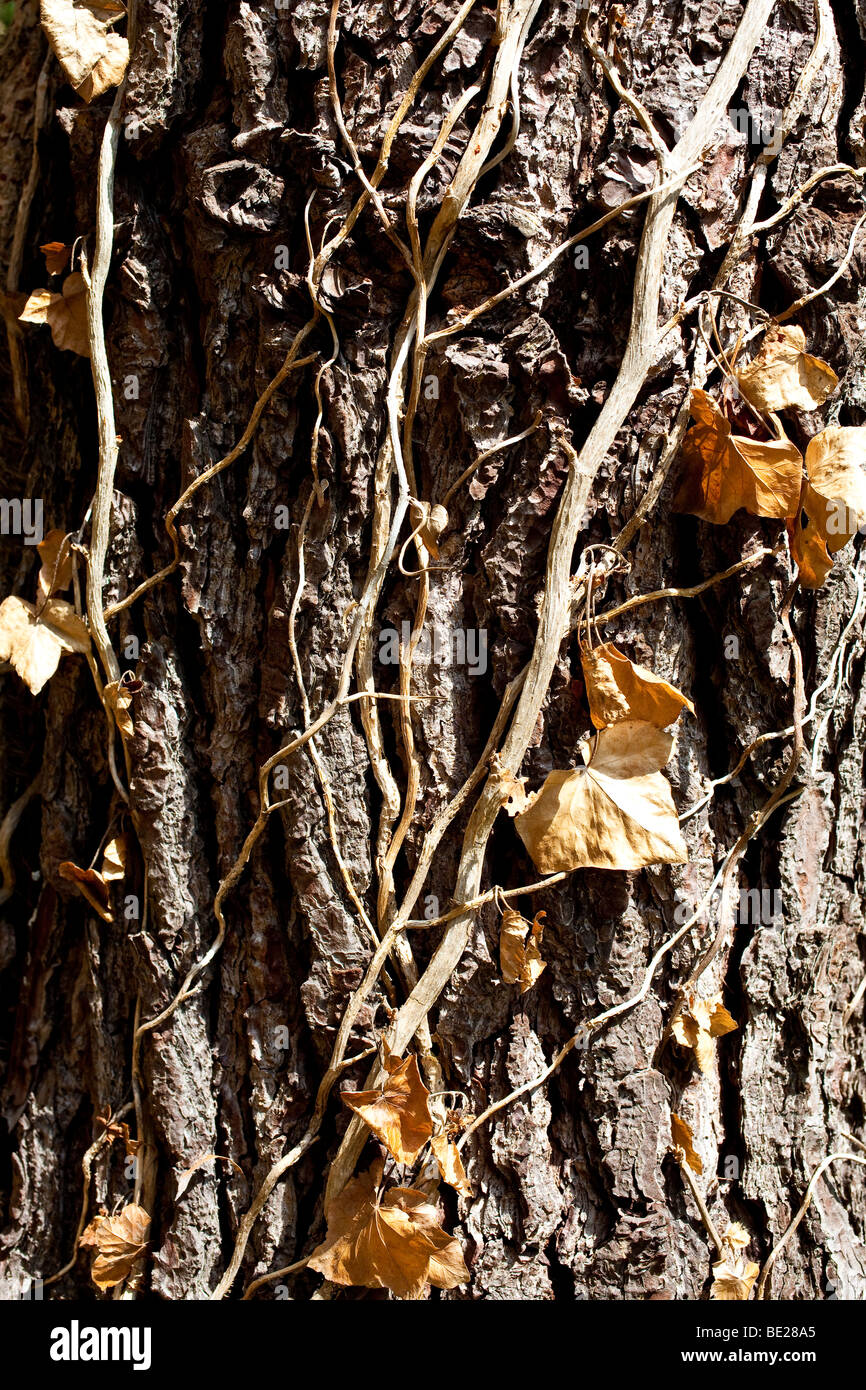 Dead creeping ivy hi-res stock photography and images - Alamy