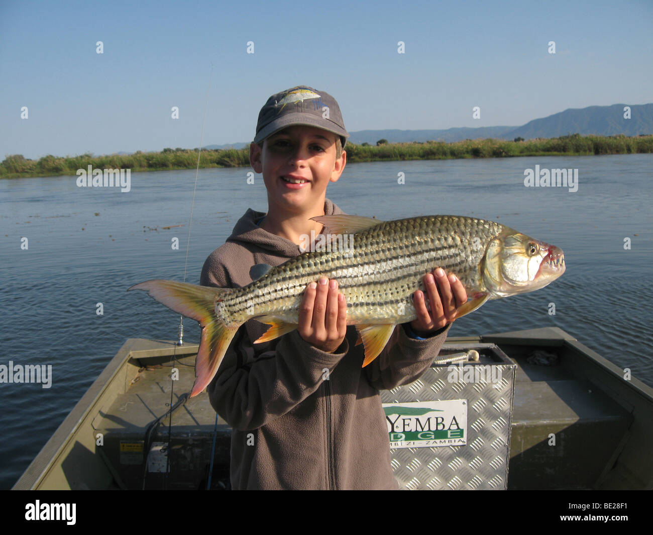 Tigerfish hi-res stock photography and images - Alamy