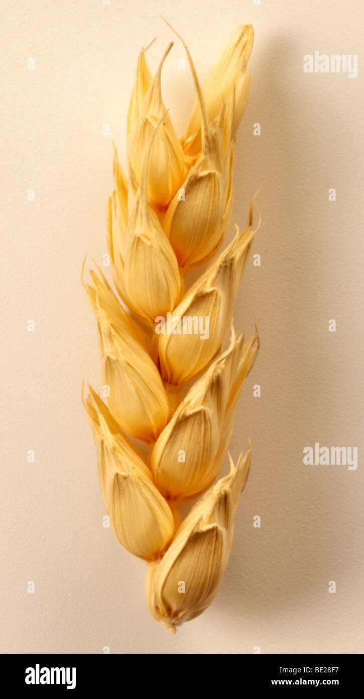 EAR OF WHEAT Stock Photo - Alamy