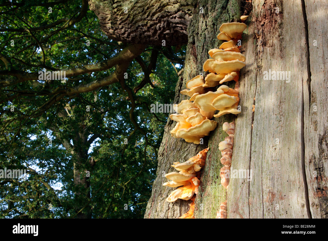 Tree fungus chicken woods hi-res stock photography and images - Alamy