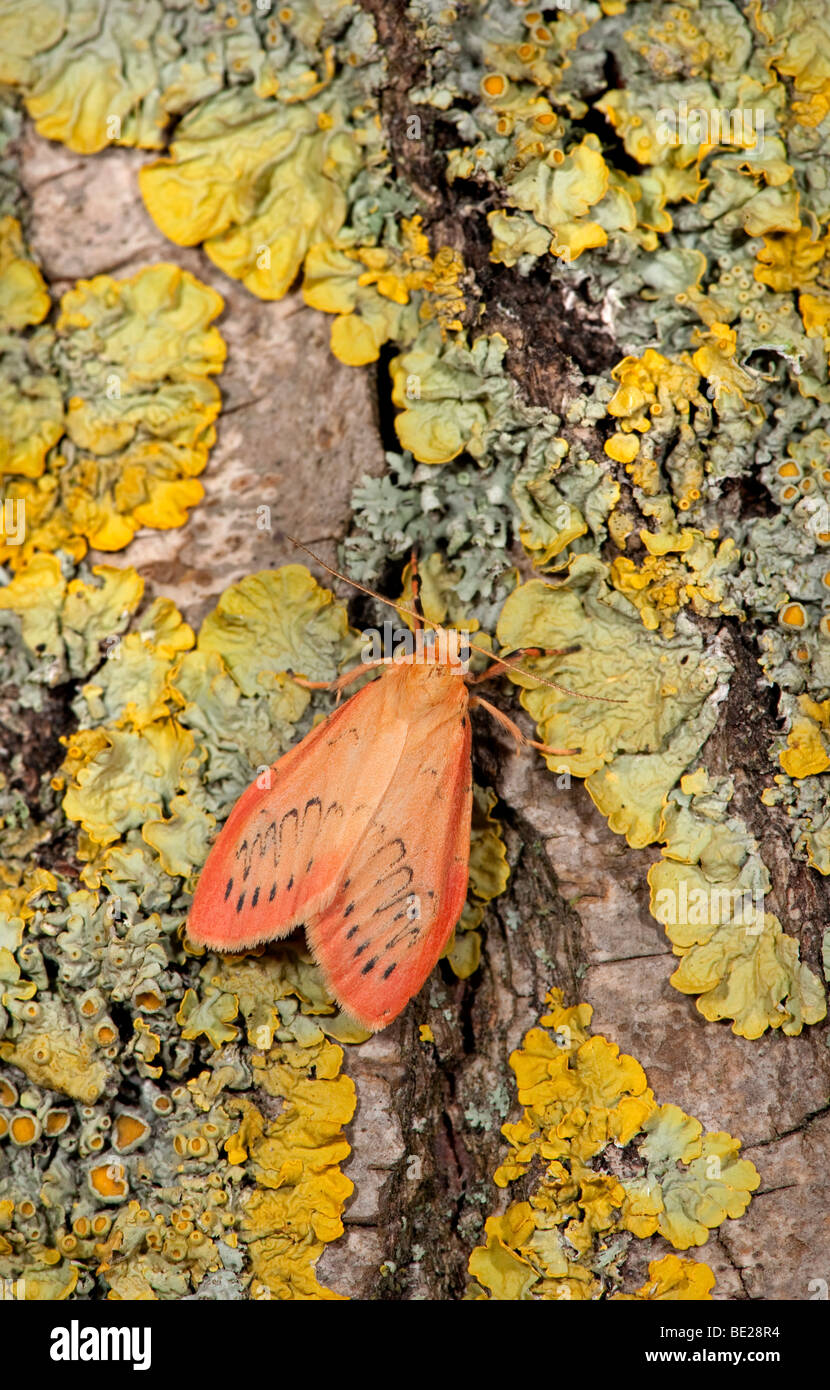 Rosy footman moth hi-res stock photography and images - Alamy