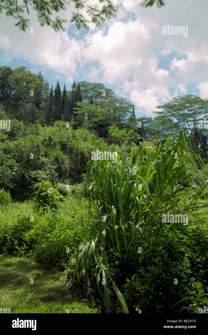 Kuilau ridge hi-res stock photography and images - Alamy