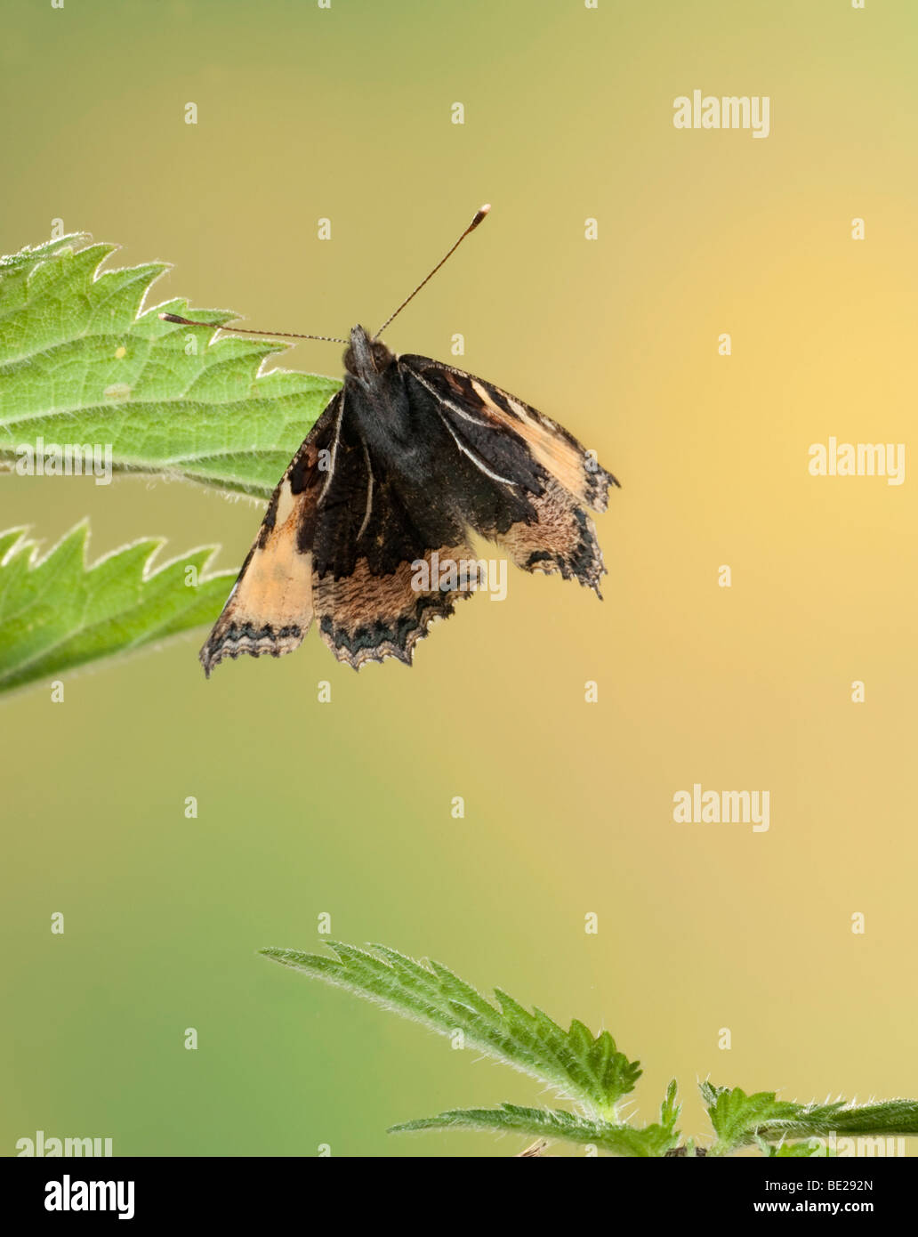 Nettles butterfly hi-res stock photography and images - Alamy