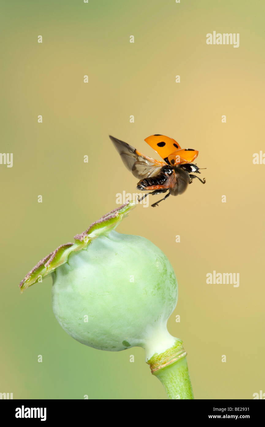 Coccinella 7 punctata hi-res stock photography and images - Alamy