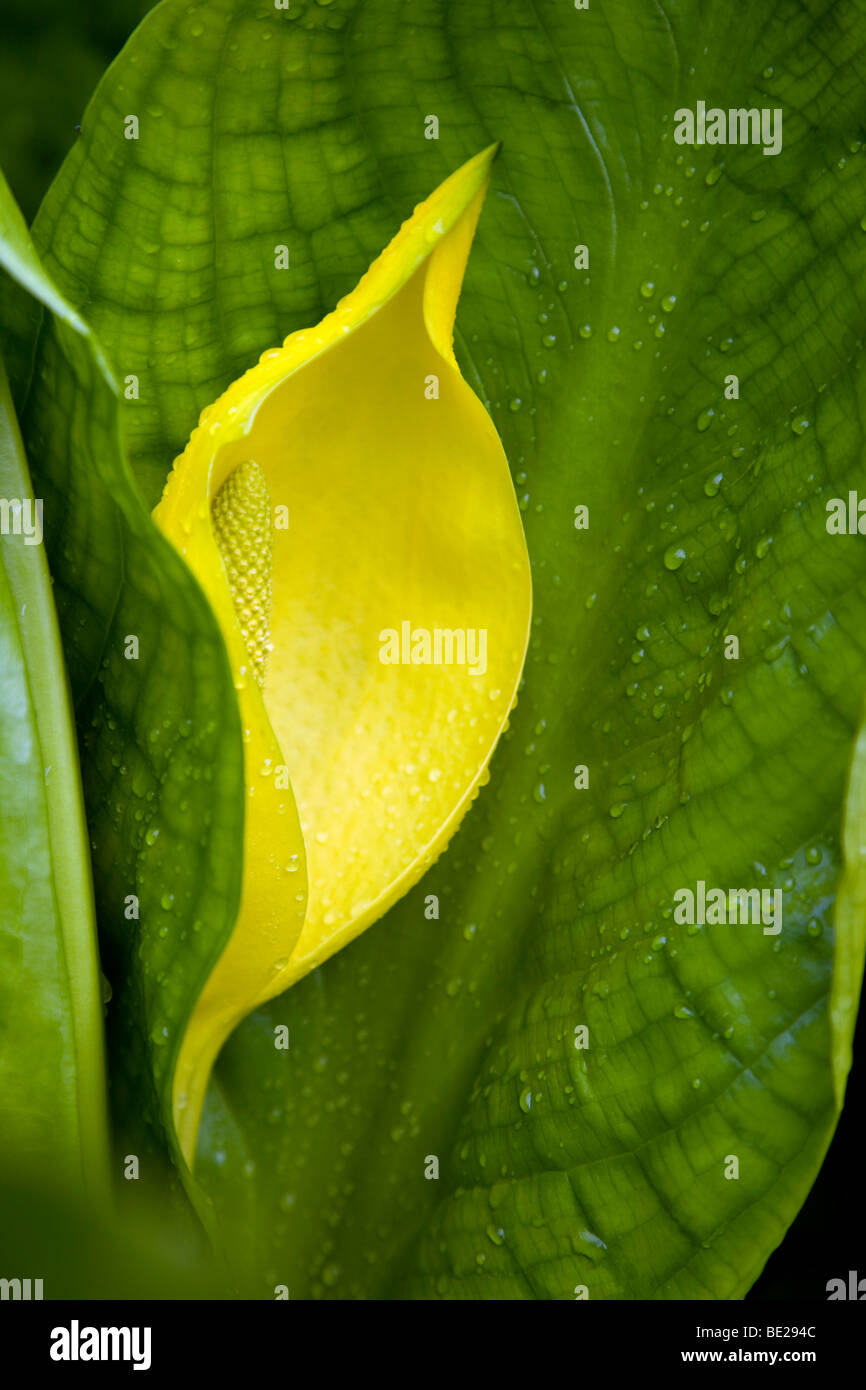 Skunk cabbage hi-res stock photography and images - Alamy