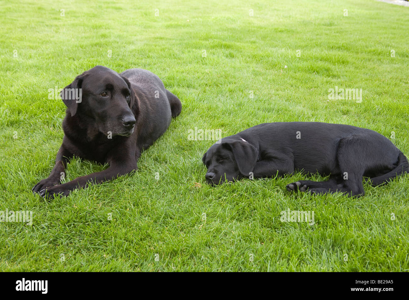 Old black labrador hi-res stock photography and images - Alamy