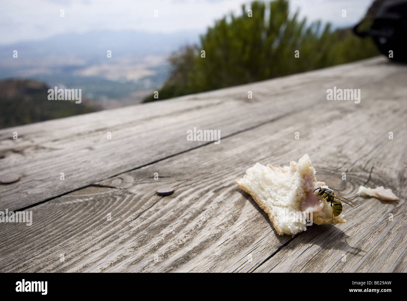 Wasp having a picnic Stock Photo - Alamy
