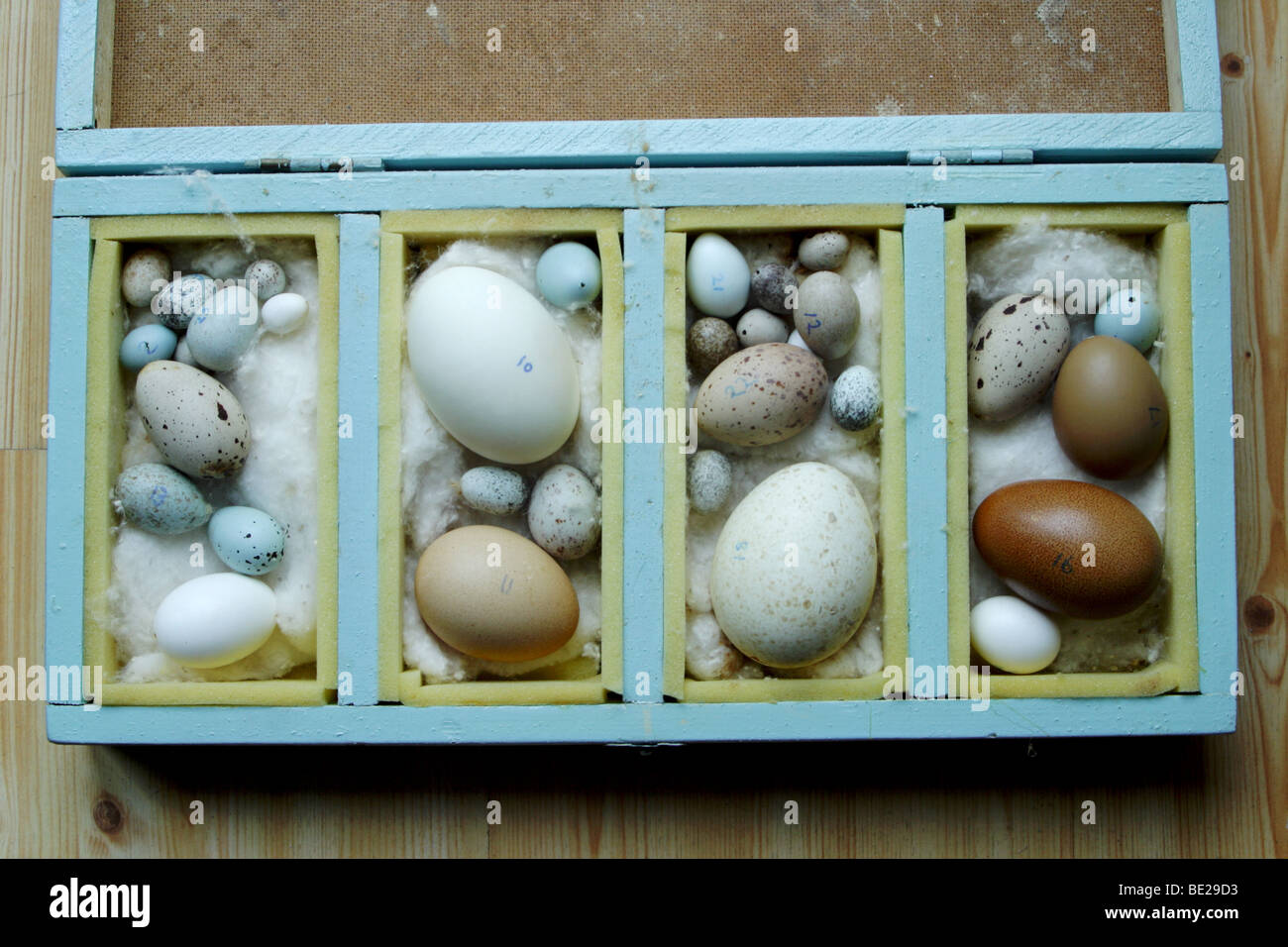 Egg collection in box Stock Photo - Alamy