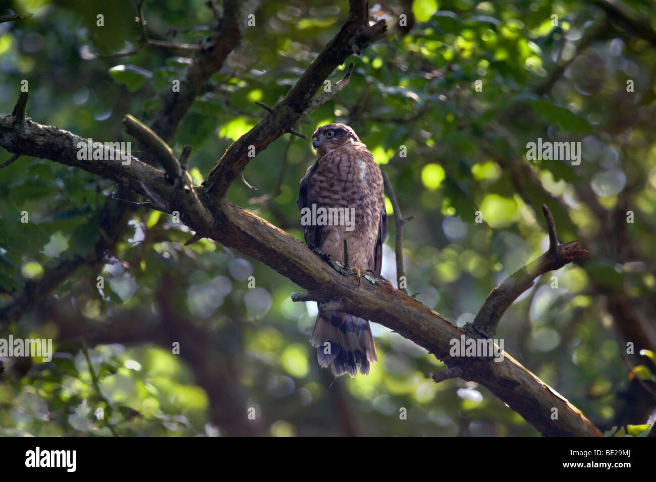 Sparrowhawk feather hi-res stock photography and images - Alamy