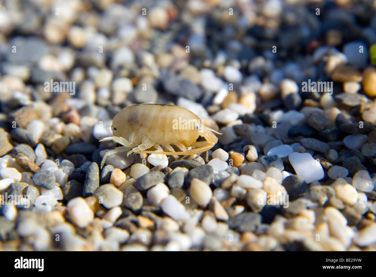 Sandhopper Animal Blenny – Sandhopper Live Gem Factory Ltd.