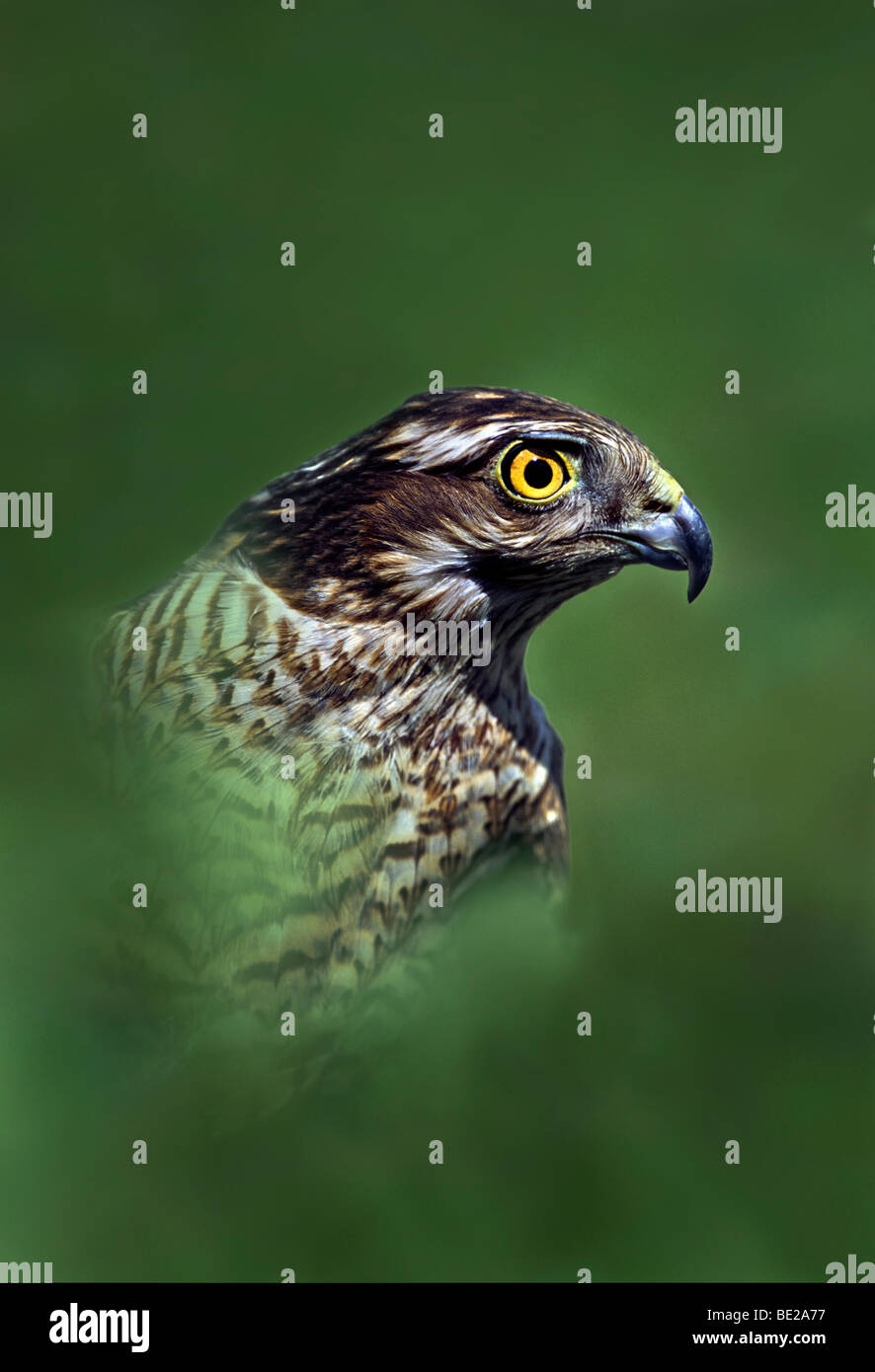 Sparrowhawk feather hi-res stock photography and images - Alamy