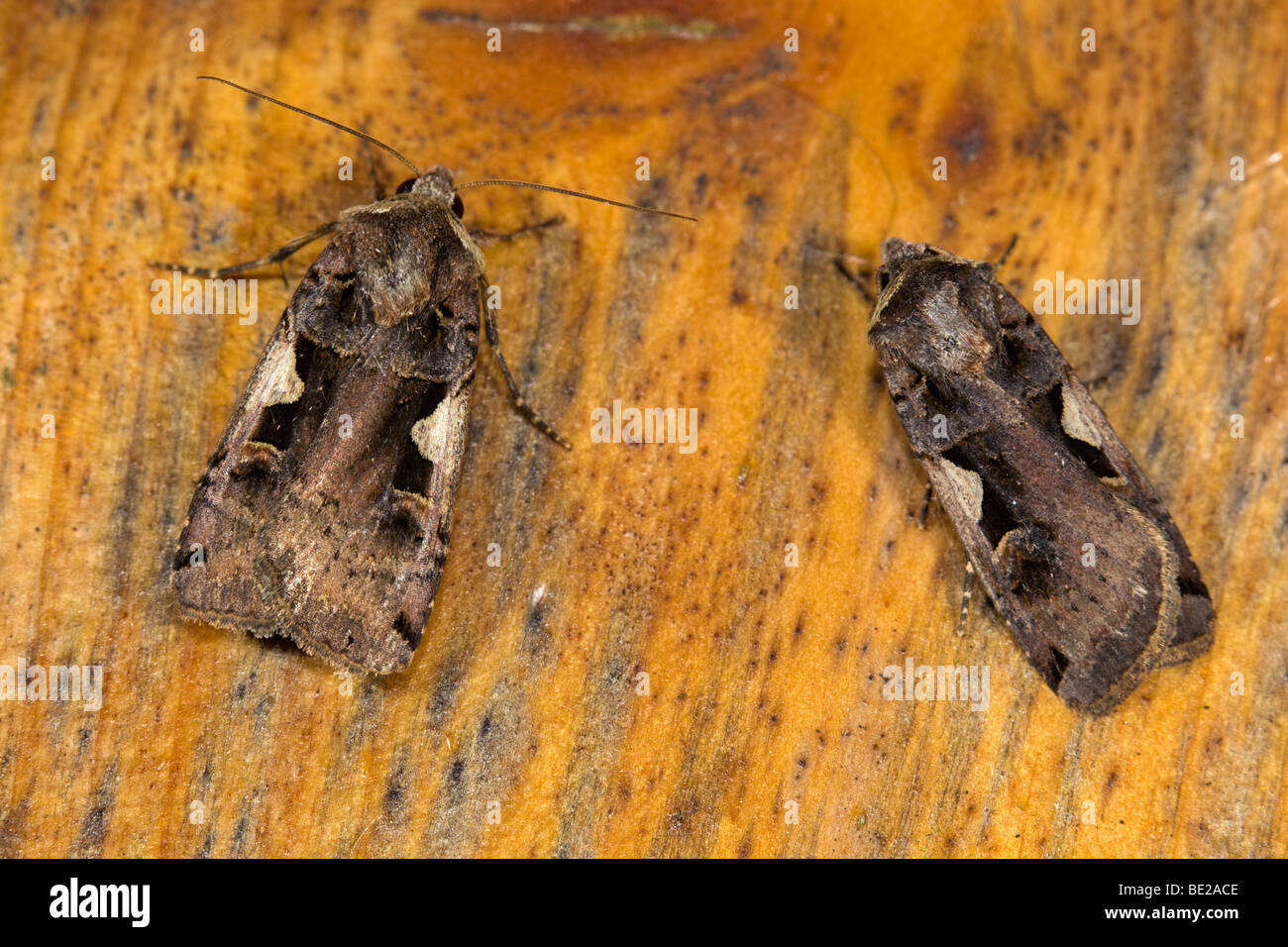 setaceous hebrew character; Xestia c-nigrum Stock Photo - Alamy