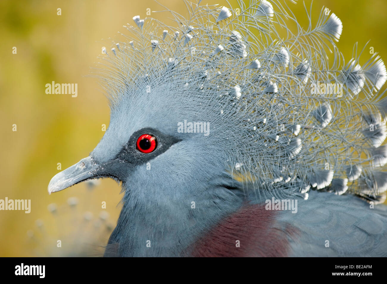 Victoria Crowned Pigeon Goura victoria captive worlds largest pigeon ...