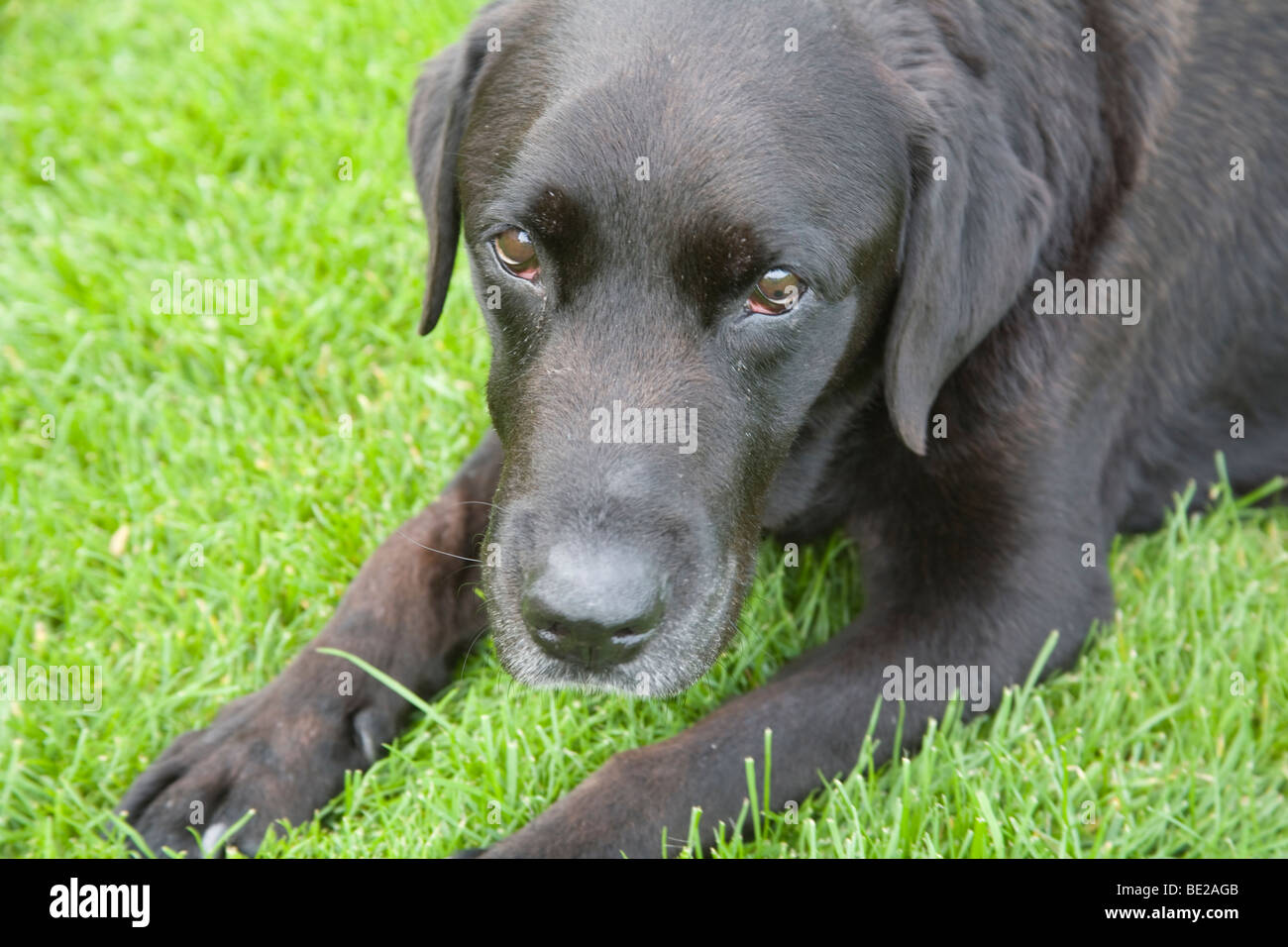 Close up of an old black Labrador dog lying facing the camera Stock ...