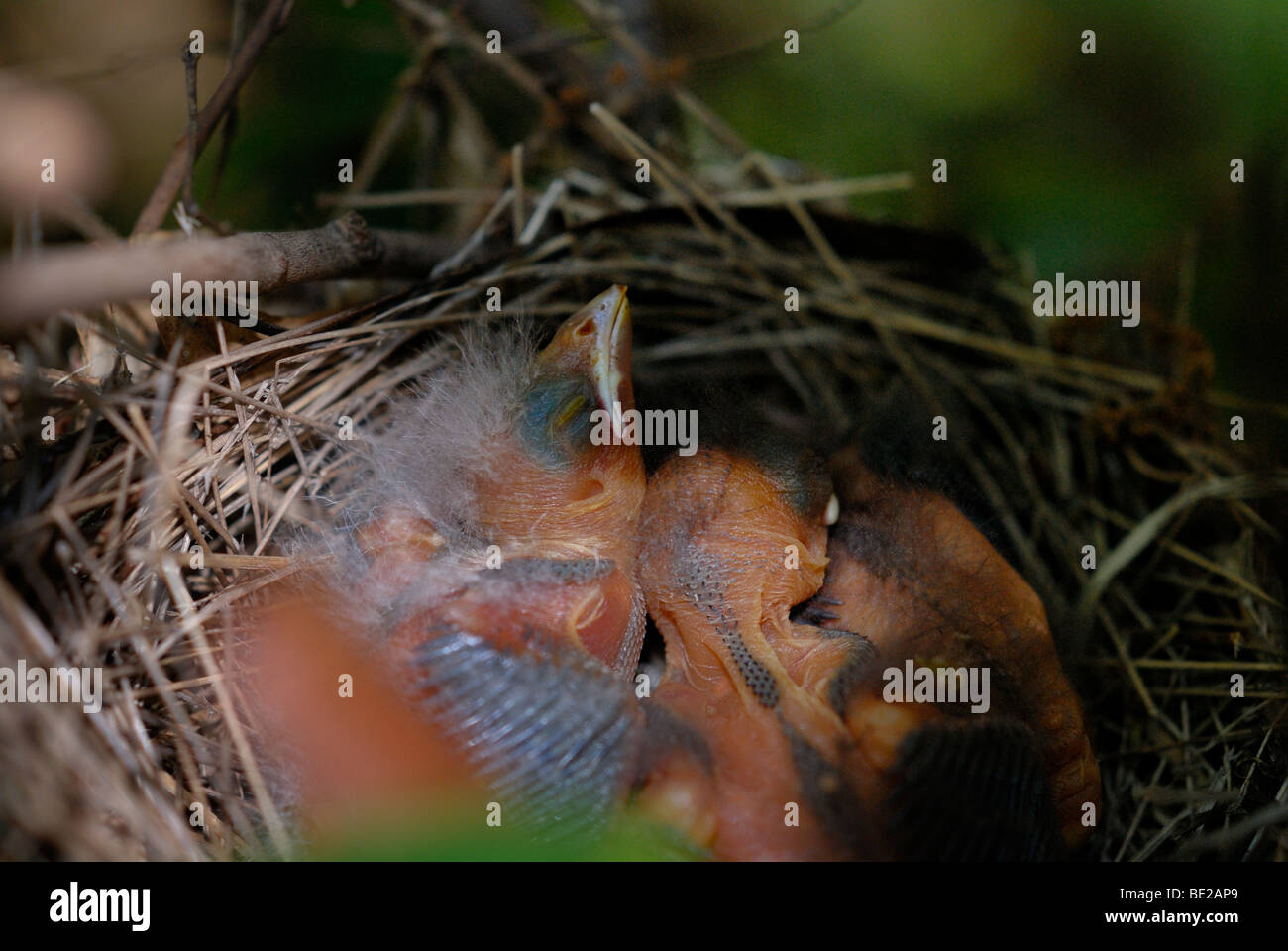Cardinal nest hi-res stock photography and images - Alamy