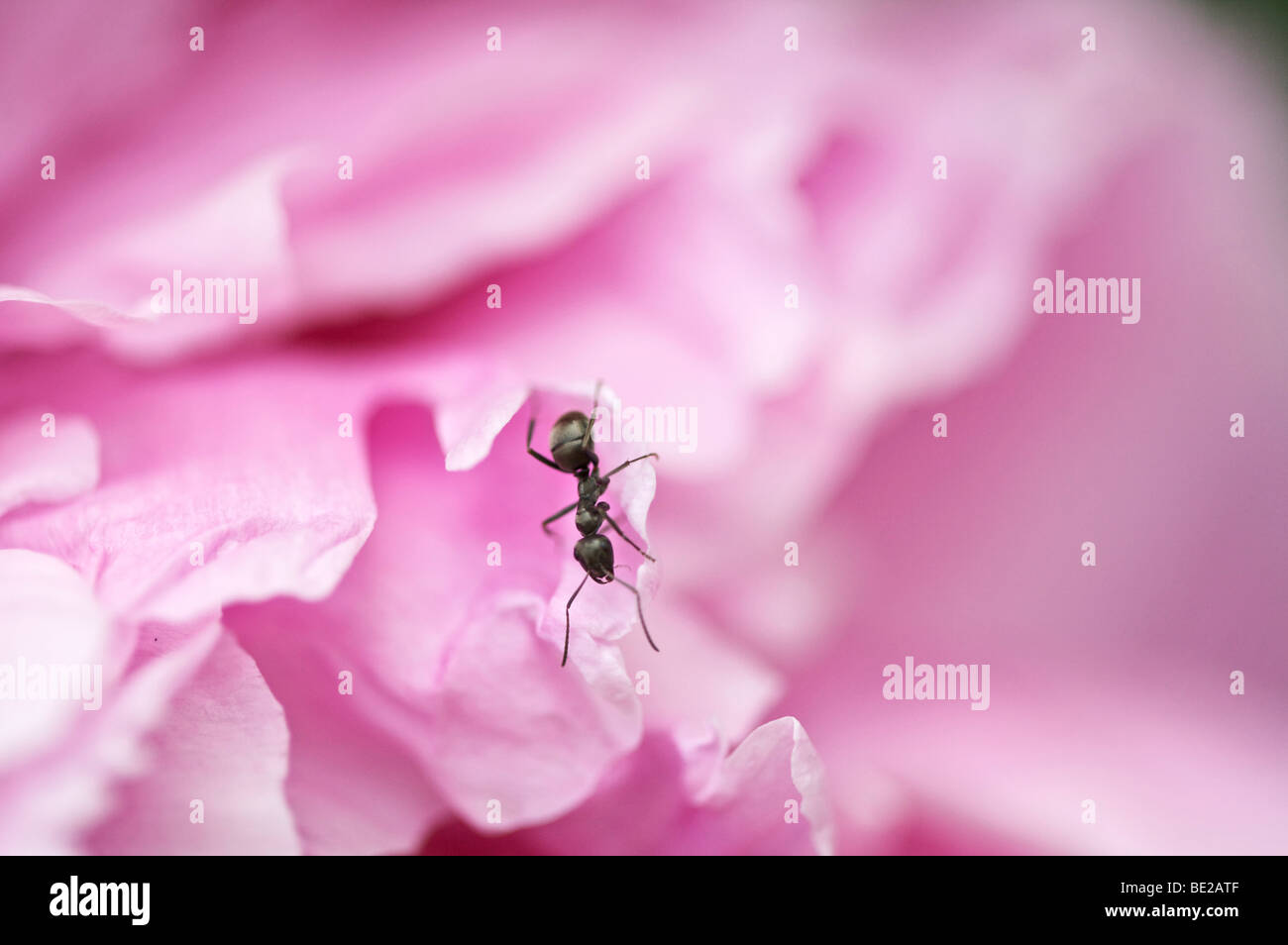 Camponotus pennsylvanicus black carpenter hi-res stock photography and ...