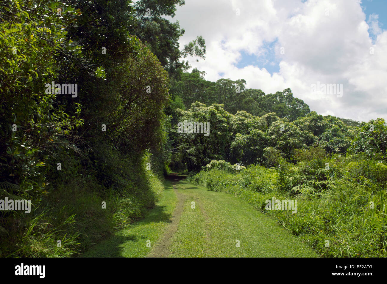 Kuilau Ridge Trail Kauai HI Stock Photo - Alamy