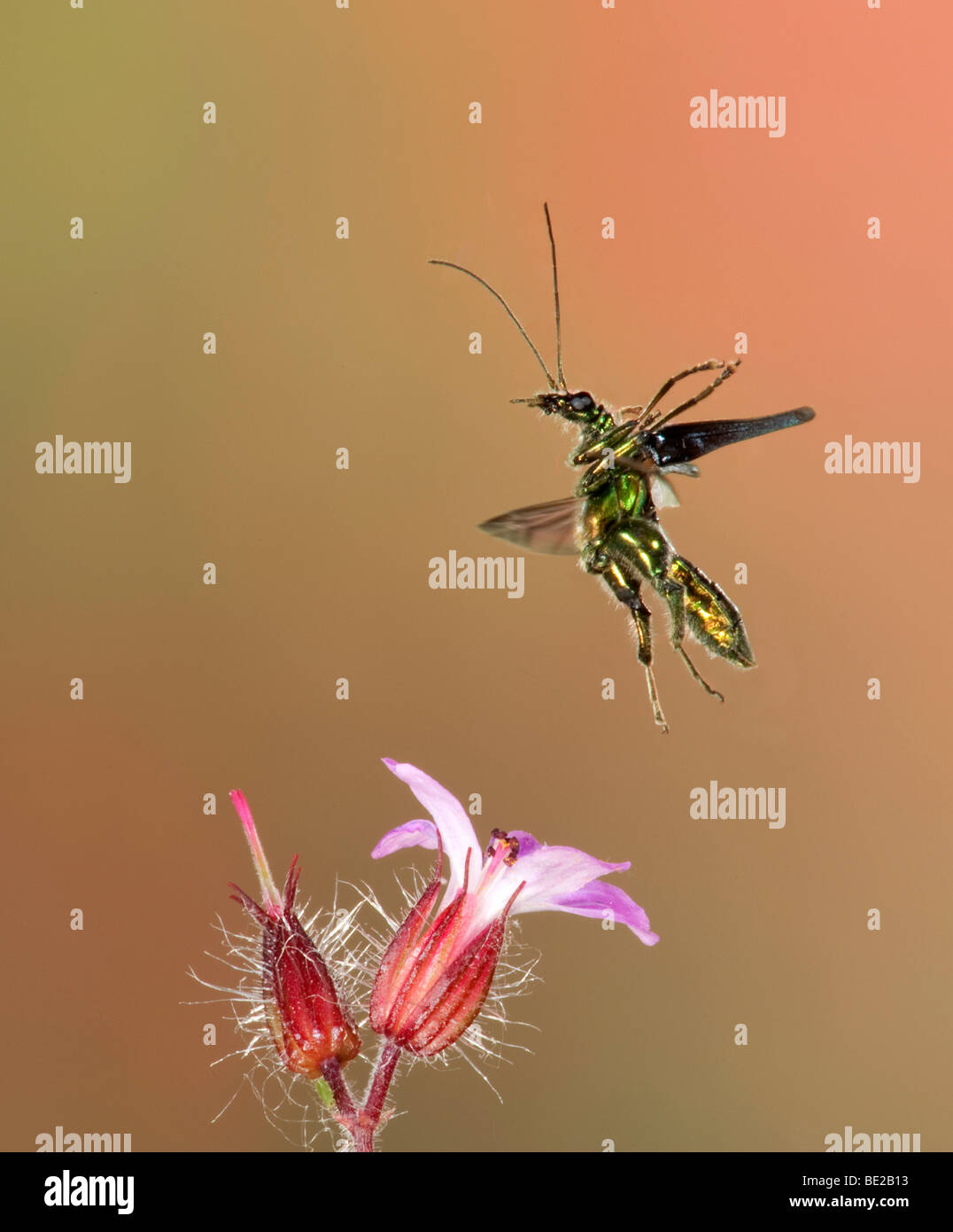 Metallic green insects hi-res stock photography and images - Alamy