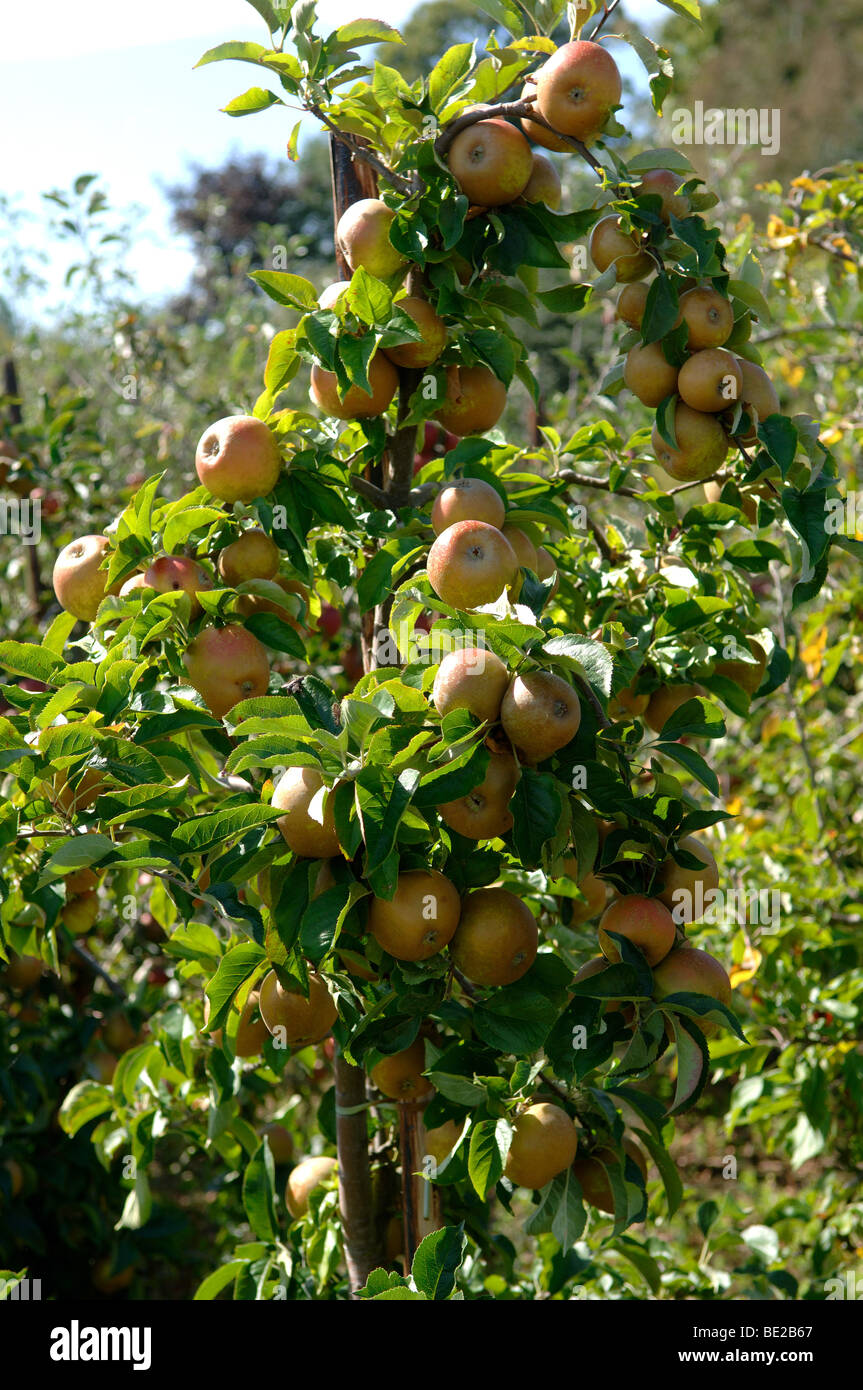 Harvesting English Egremont Russet apples les in Orchard Kent England ...