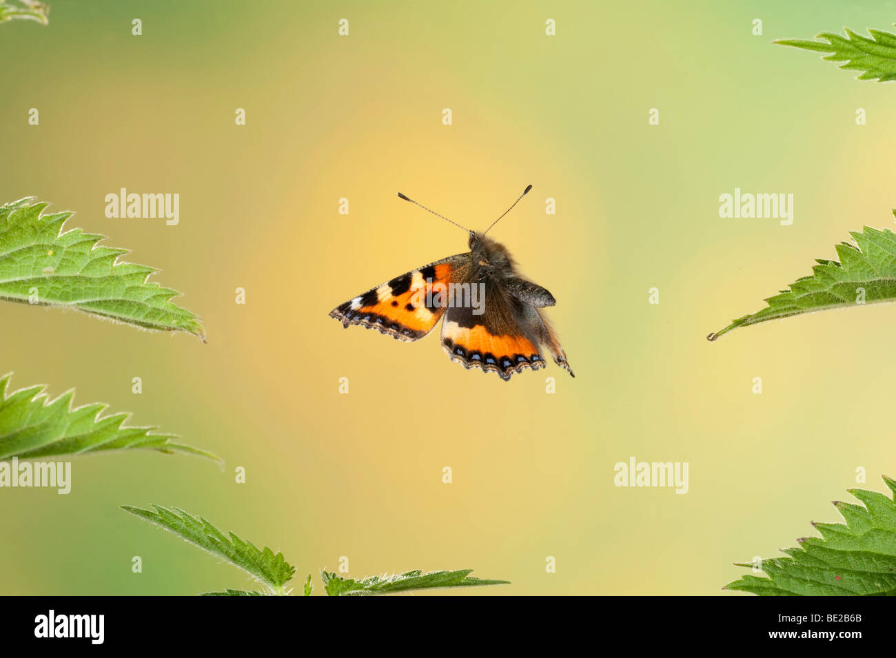 Small Tortoiseshell Butterfly Aglais urticae flying through stinging ...