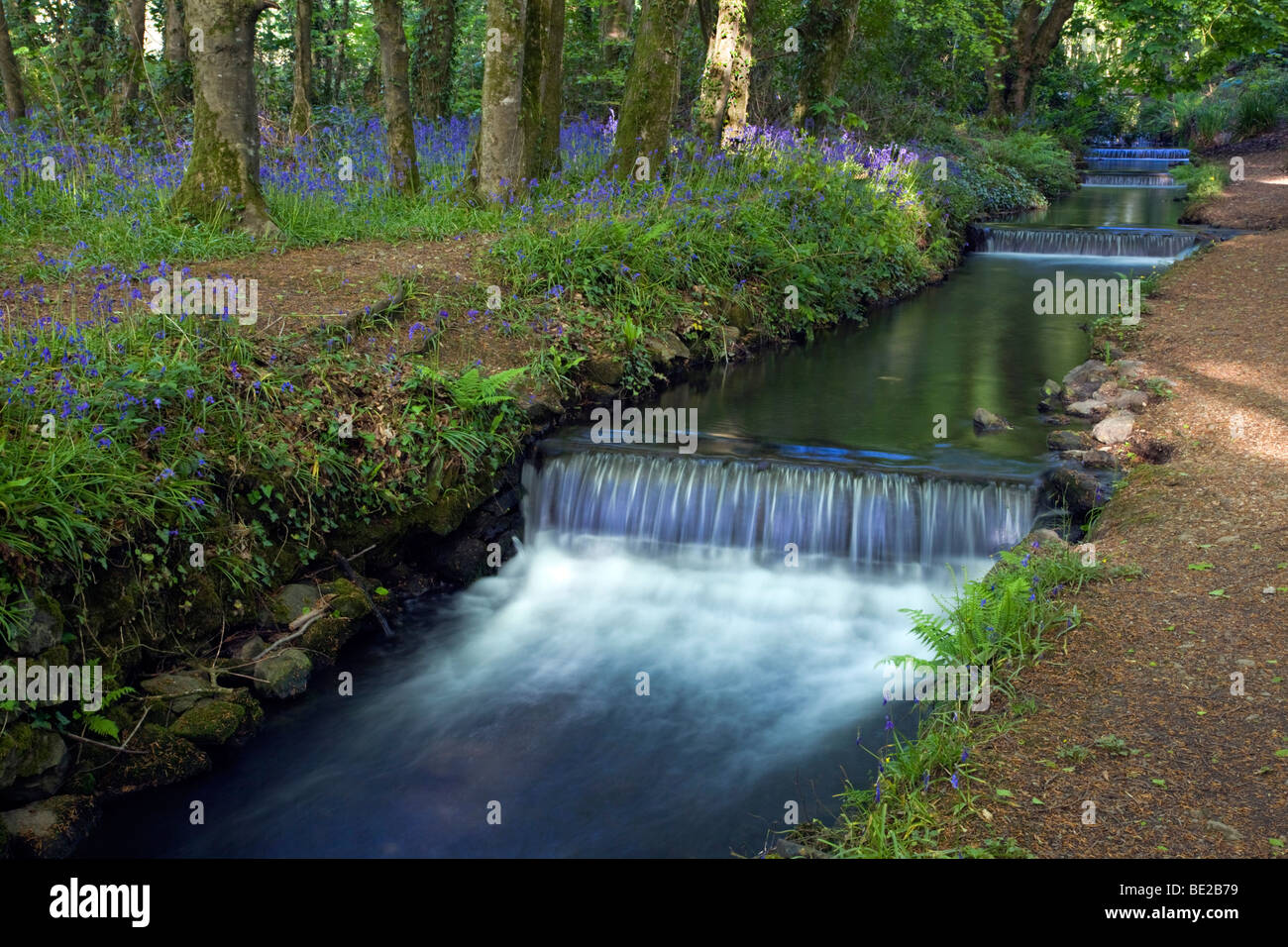 Bluebells in tehidy country park hi-res stock photography and images ...