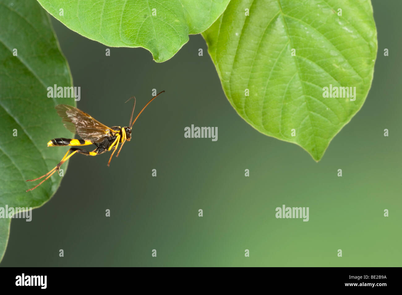 Field Digger Wasp Mellinus arvensis In flight free flying High Speed ...