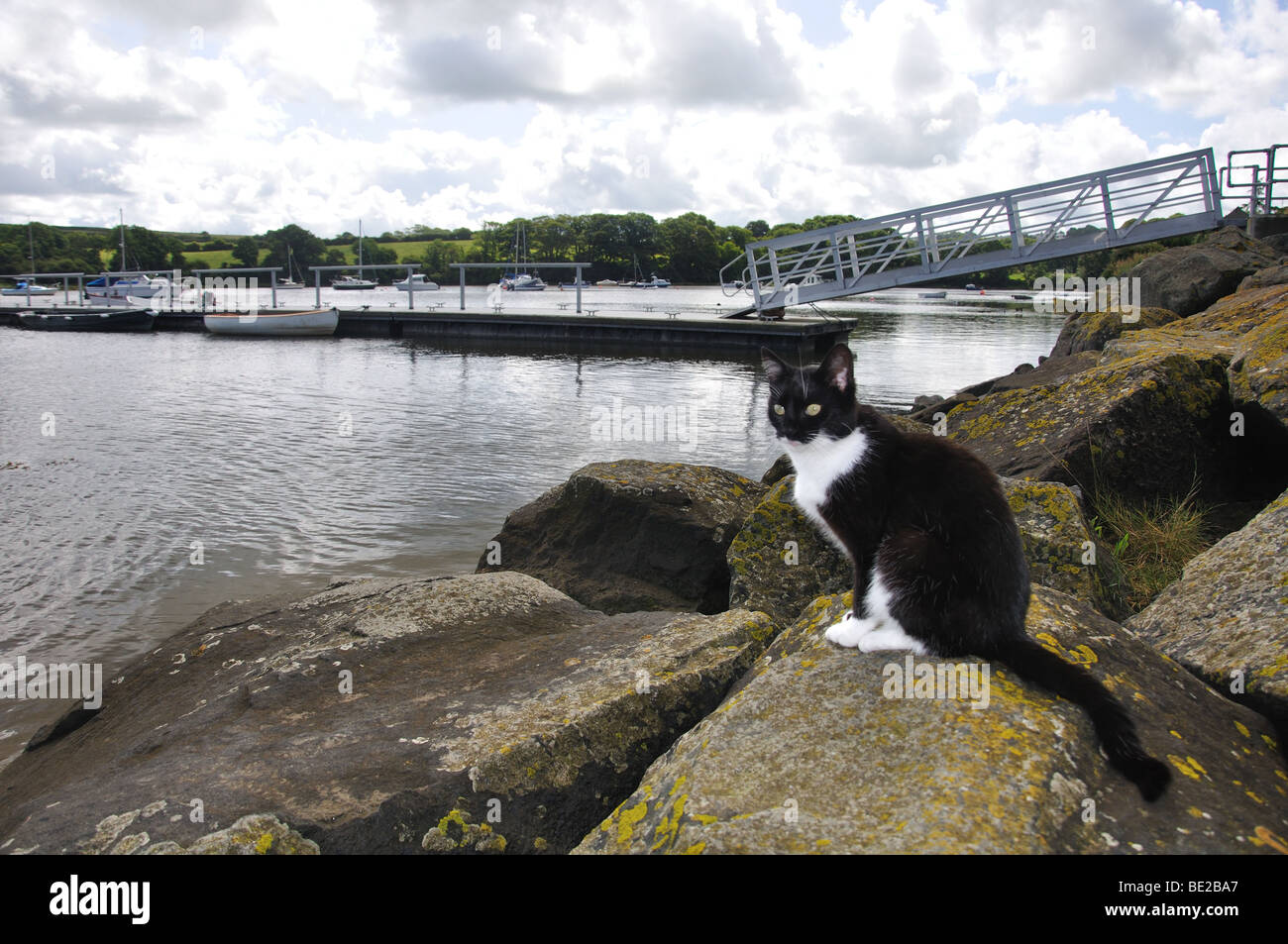 Cat river hi-res stock photography and images - Alamy