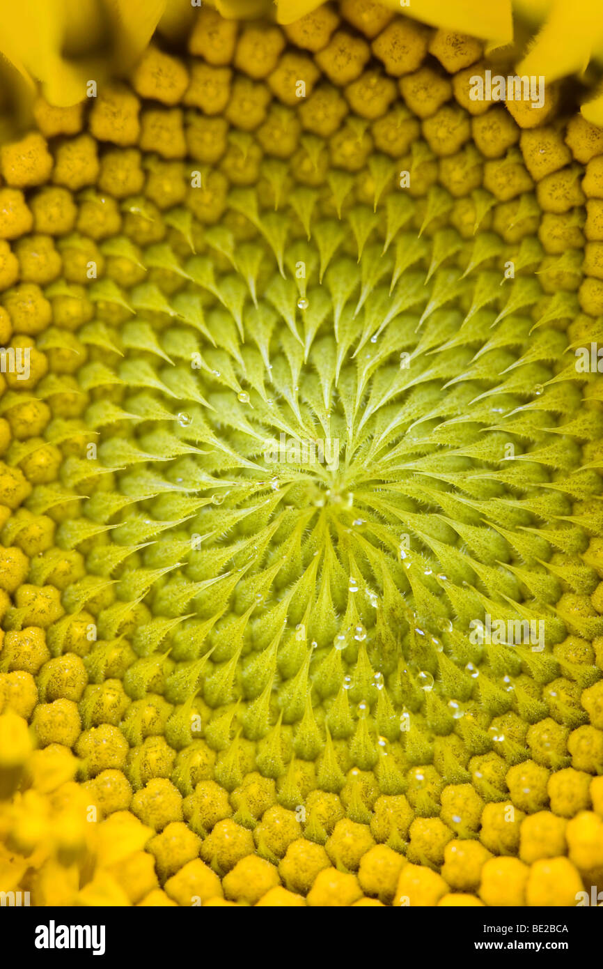 Sunflower head uk hi-res stock photography and images - Alamy