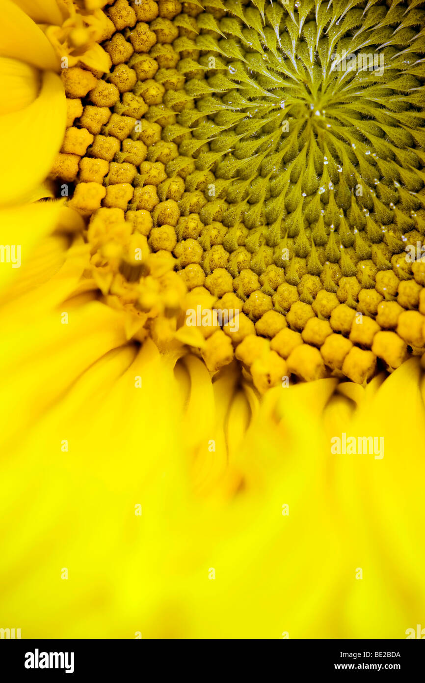 Detail of sunflower hi-res stock photography and images - Alamy