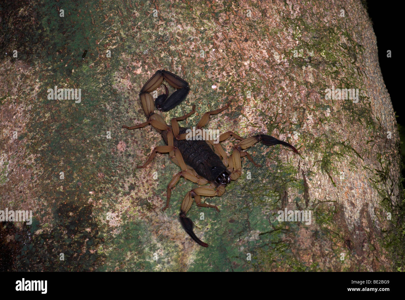 Scorpion Centruroides bicolor Hacienda Baru Costa Rica tropical jungle ...