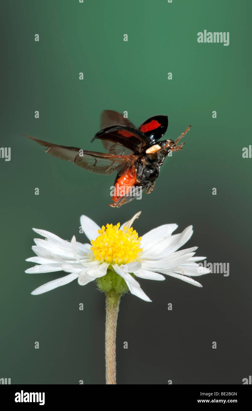 Two Spot Ladybird Adalia 2 punctata Black form In flight over daisy ...