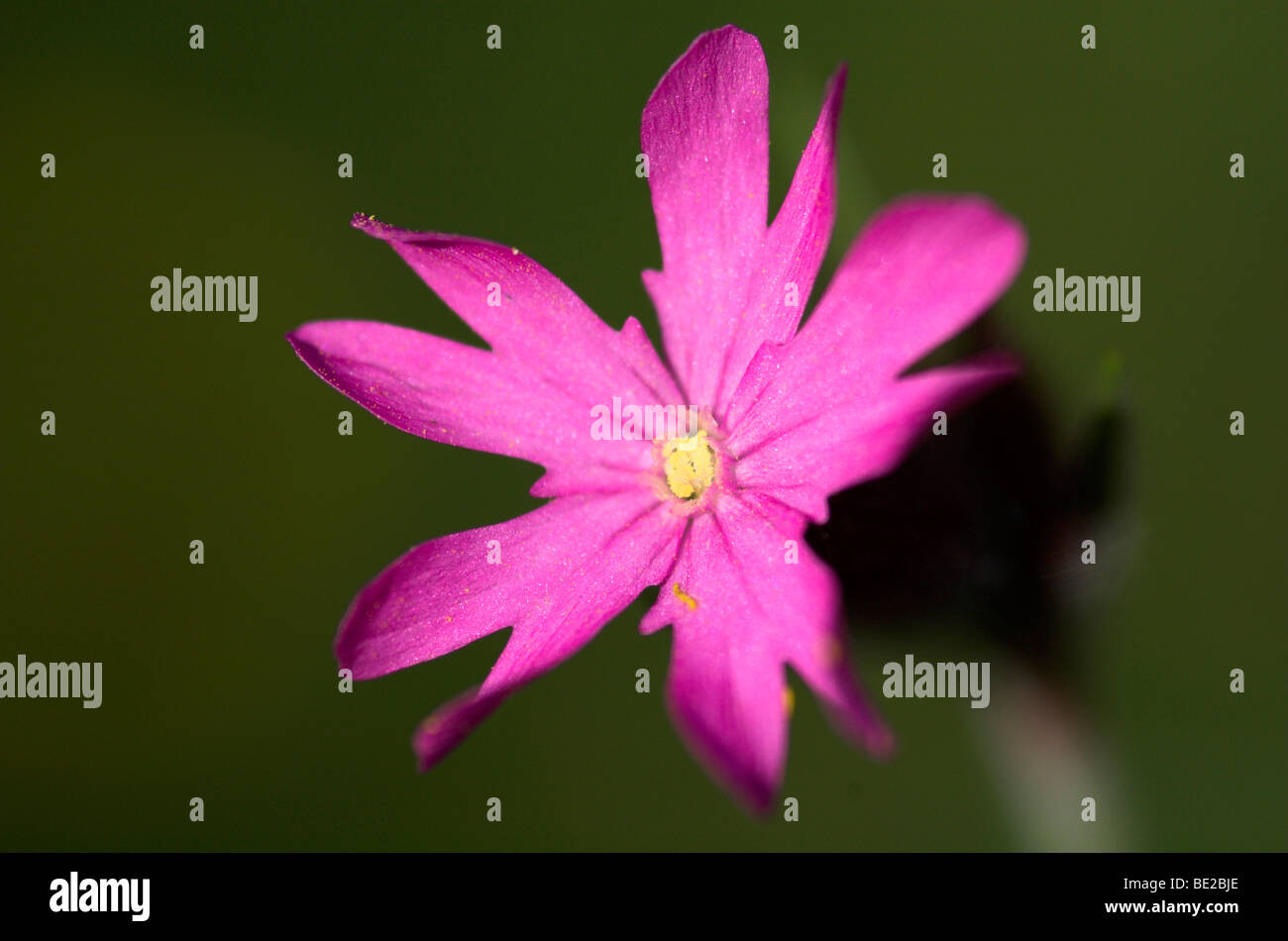 Pink campion flower hi-res stock photography and images - Alamy