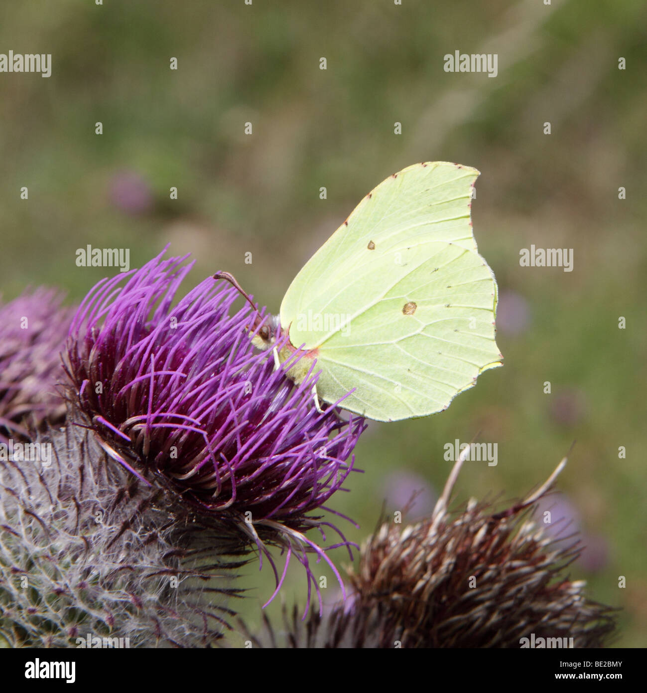 Purple scottish thistle butterfly hi-res stock photography and images ...