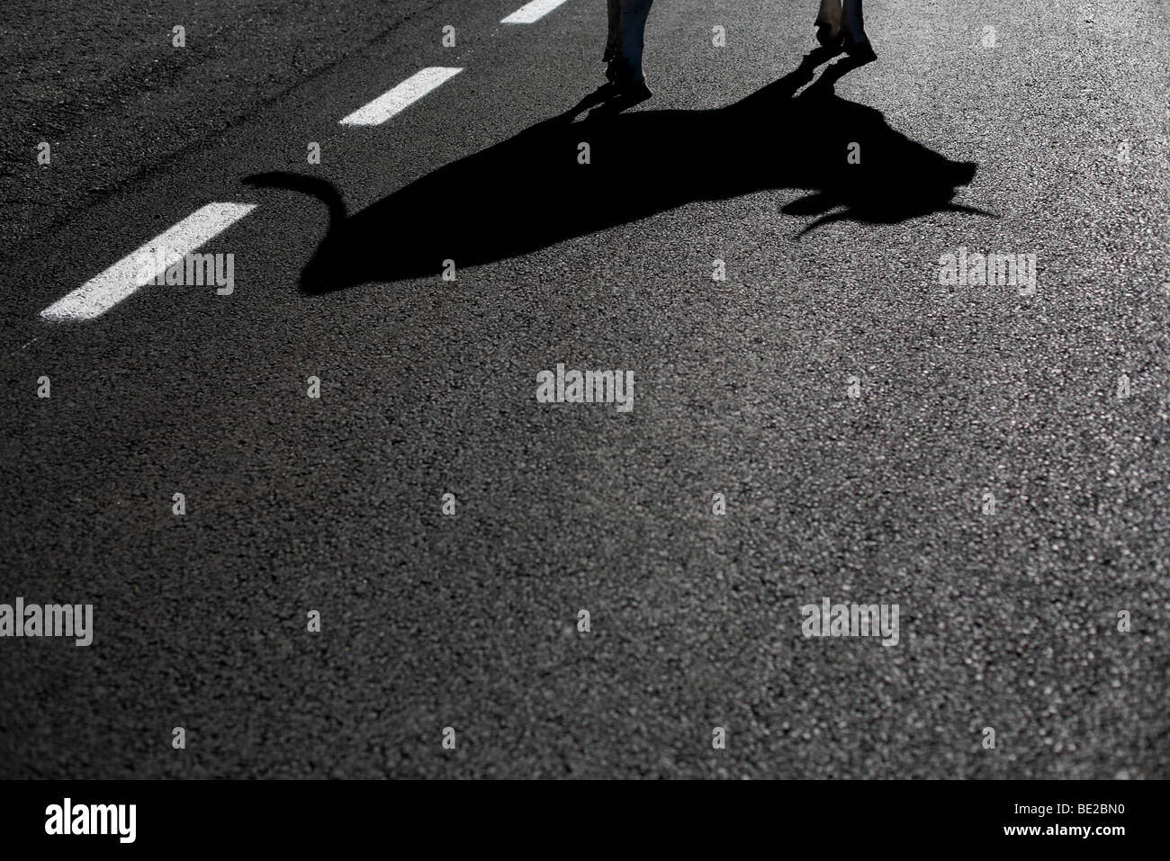 Cow shadow hi-res stock photography and images - Alamy