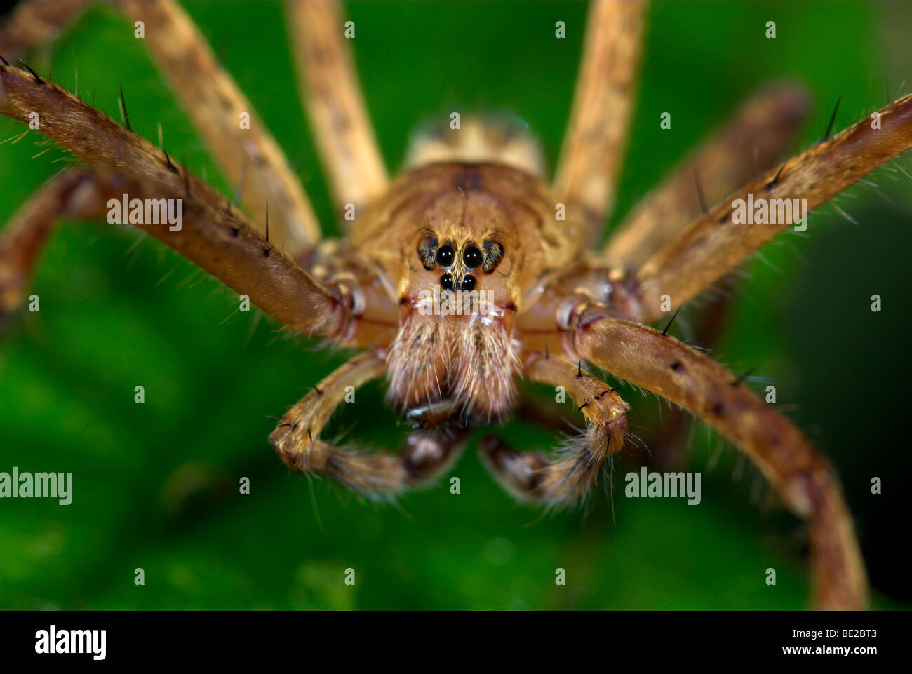 Wandering Spider Family: Ctenidae Guayacan Provincia de Limon Costa ...