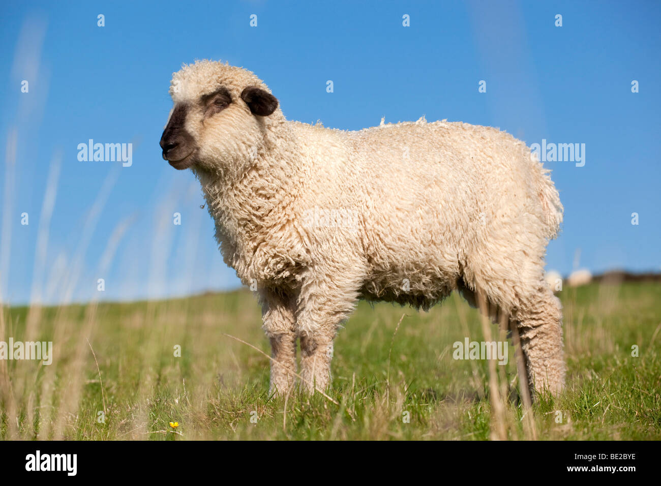 Pastoral haven hi-res stock photography and images - Alamy