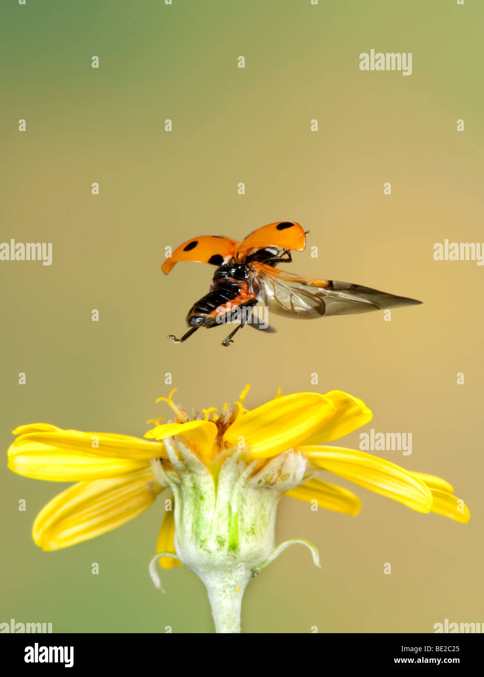 Ladybird flying hi-res stock photography and images - Alamy