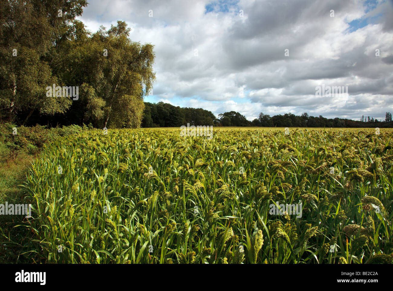 Field of millet in the Chiltern Hills Oxfordshire England UK Stock ...