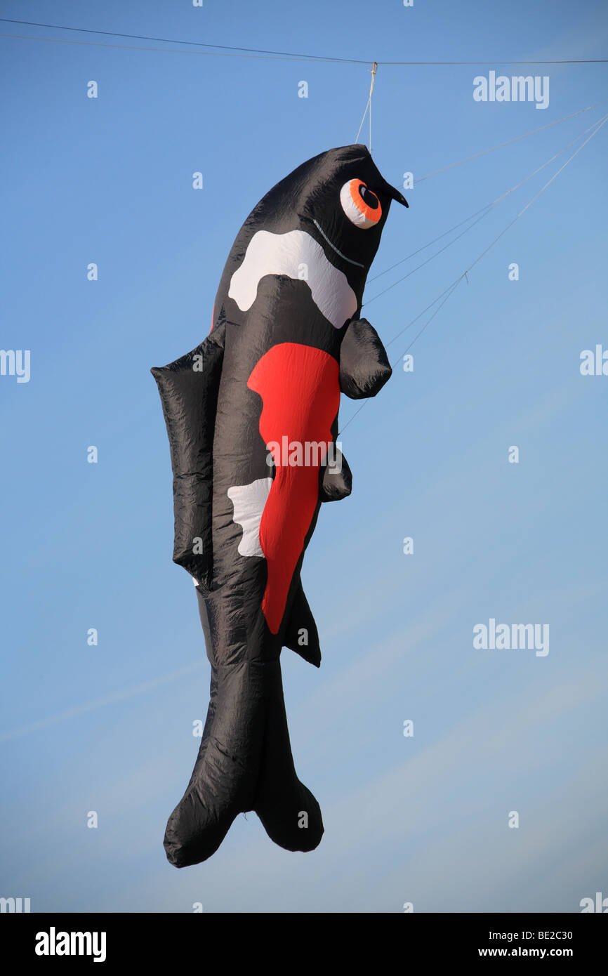 Giant fish hi-res stock photography and images - Alamy