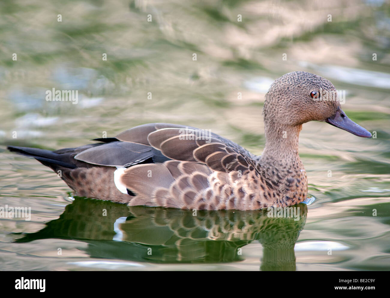 Iucn red list hi-res stock photography and images - Alamy