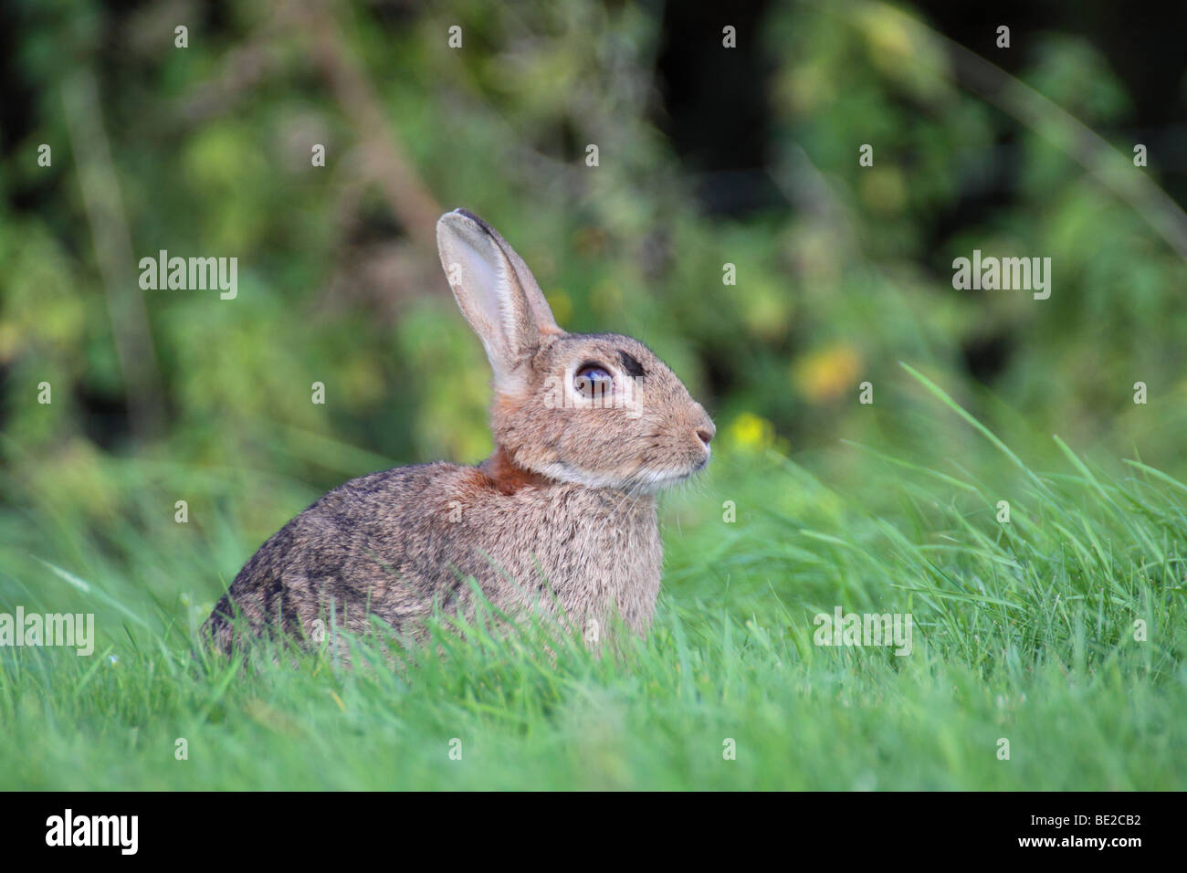 European rabbit oryctolagus cuniculus Stock Photo - Alamy