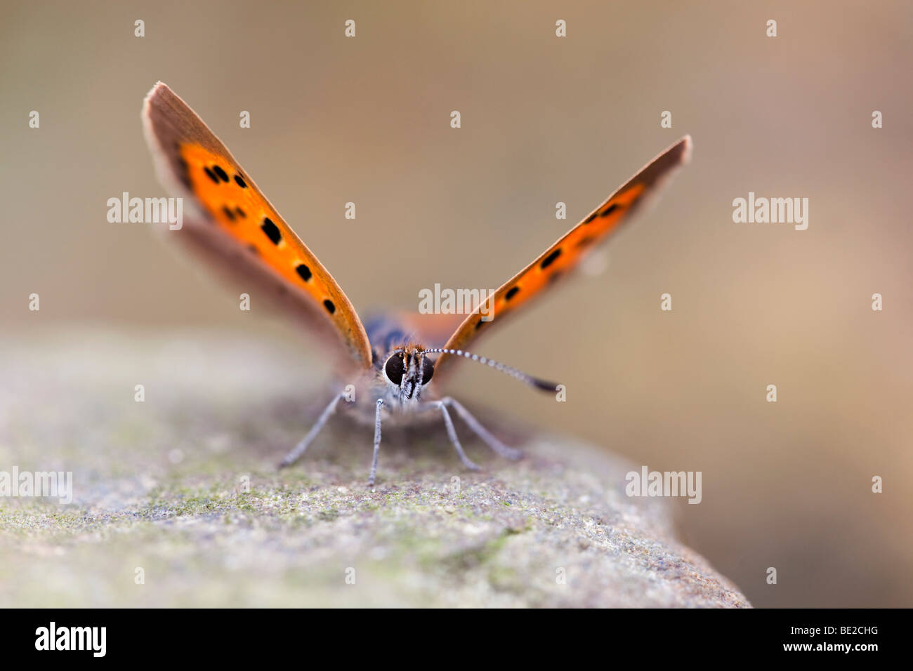 Copper butterfly hi-res stock photography and images - Alamy