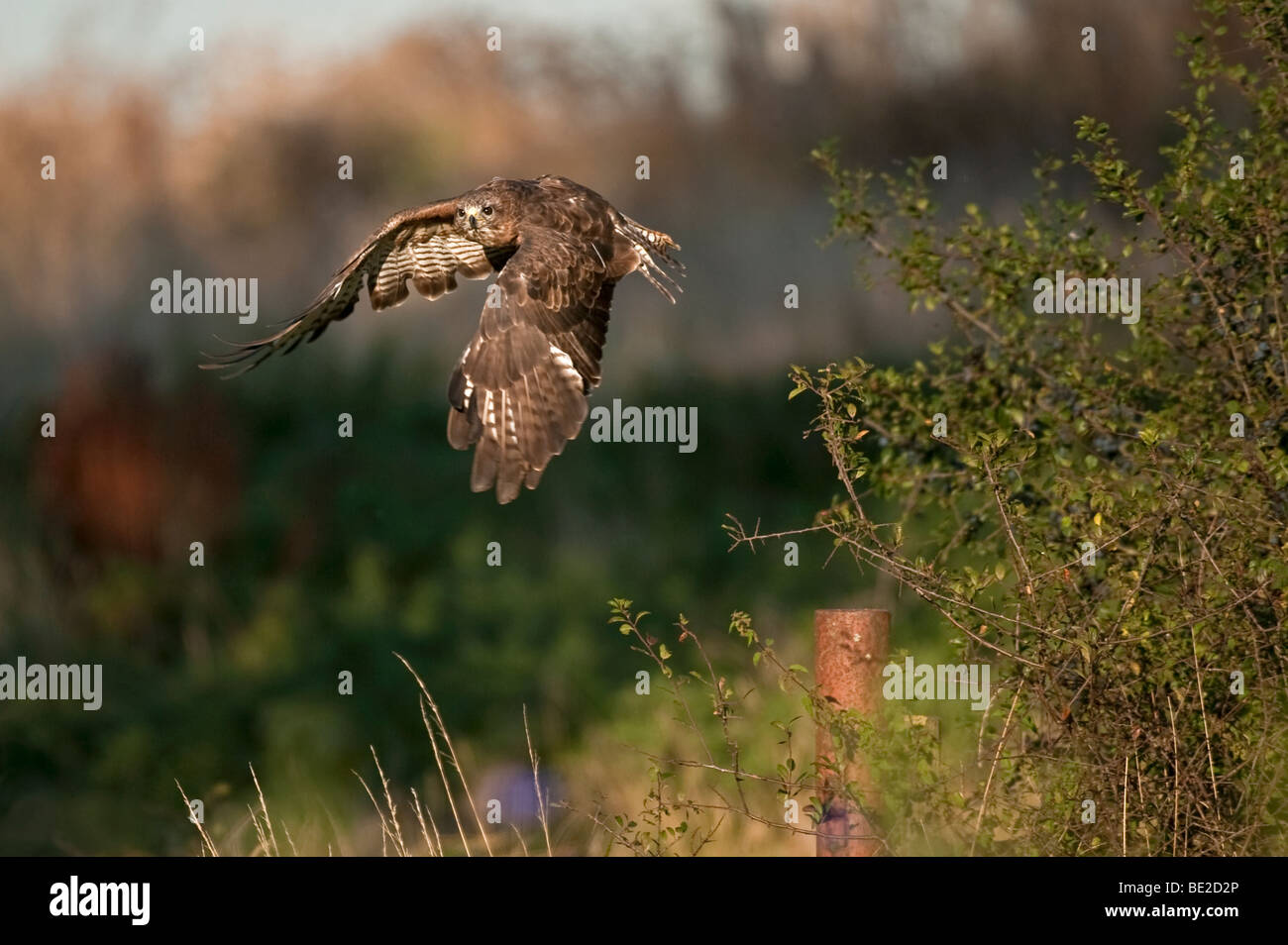 Buzzard flying hi-res stock photography and images - Alamy