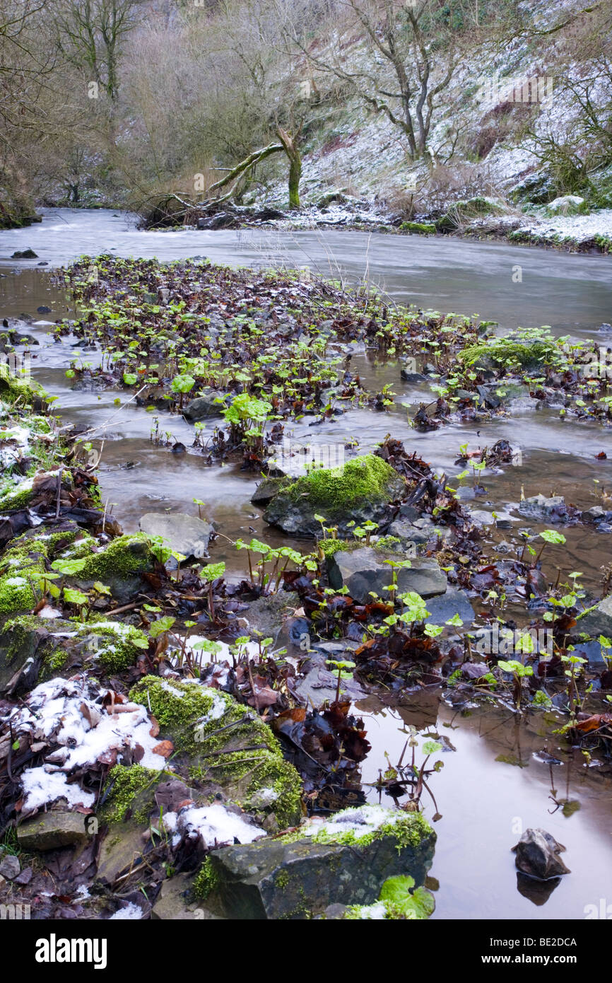River Wye Chee Dale High Resolution Stock Photography and Images - Alamy