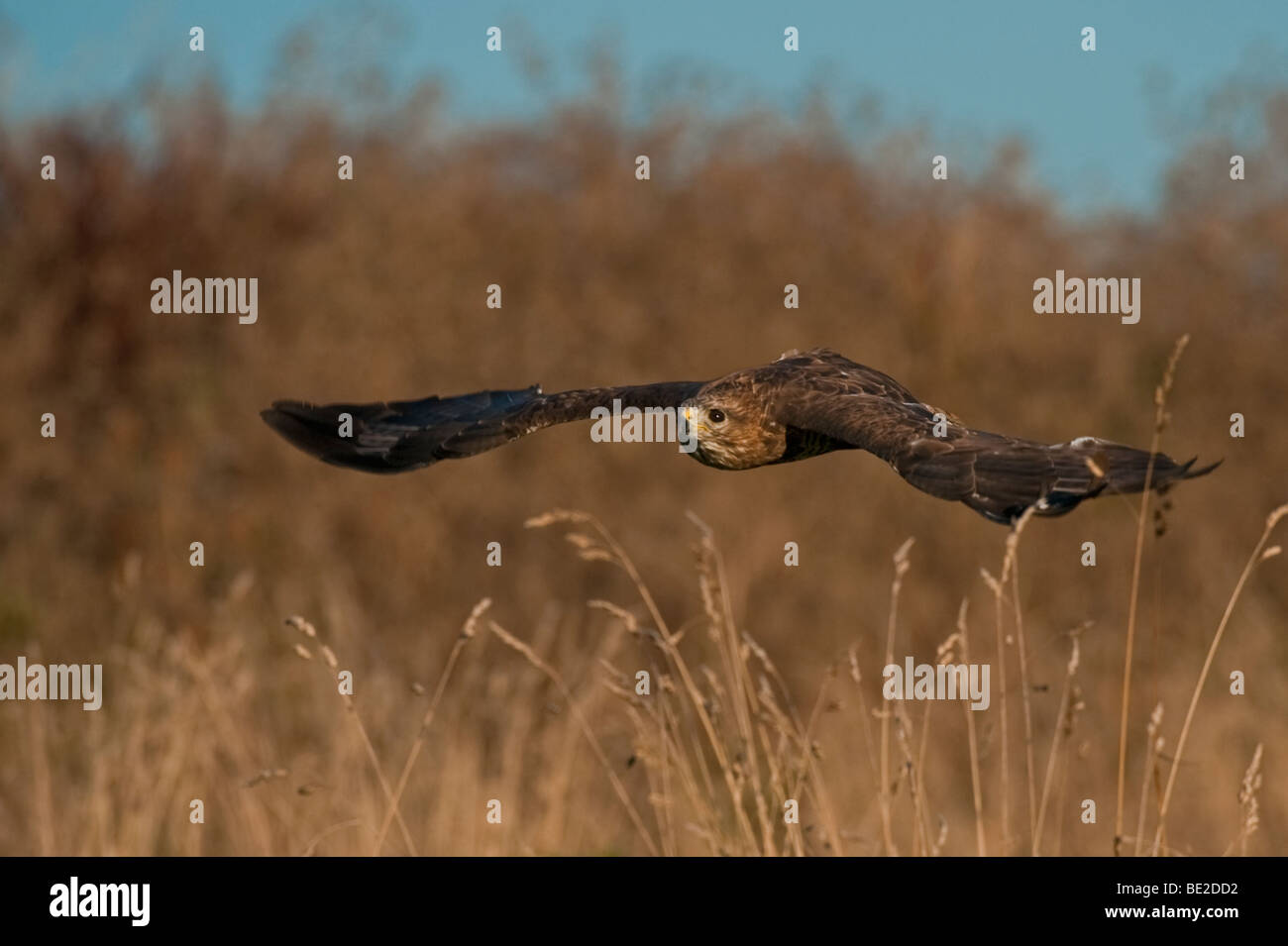 Common Buzzard flying Stock Photo - Alamy