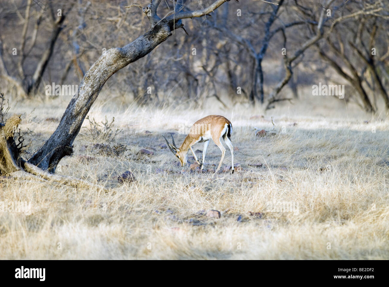 Indian chinkara hi-res stock photography and images - Alamy