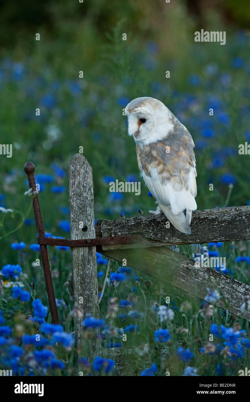 Owl On Gate High Resolution Stock Photography and Images - Alamy
