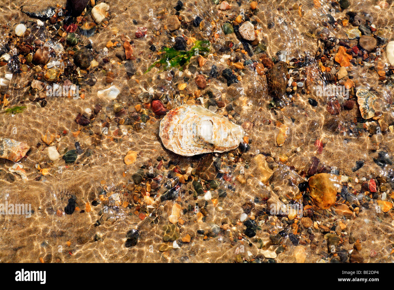 Shell in water surrounded by colored pebbles Stock Photo - Alamy