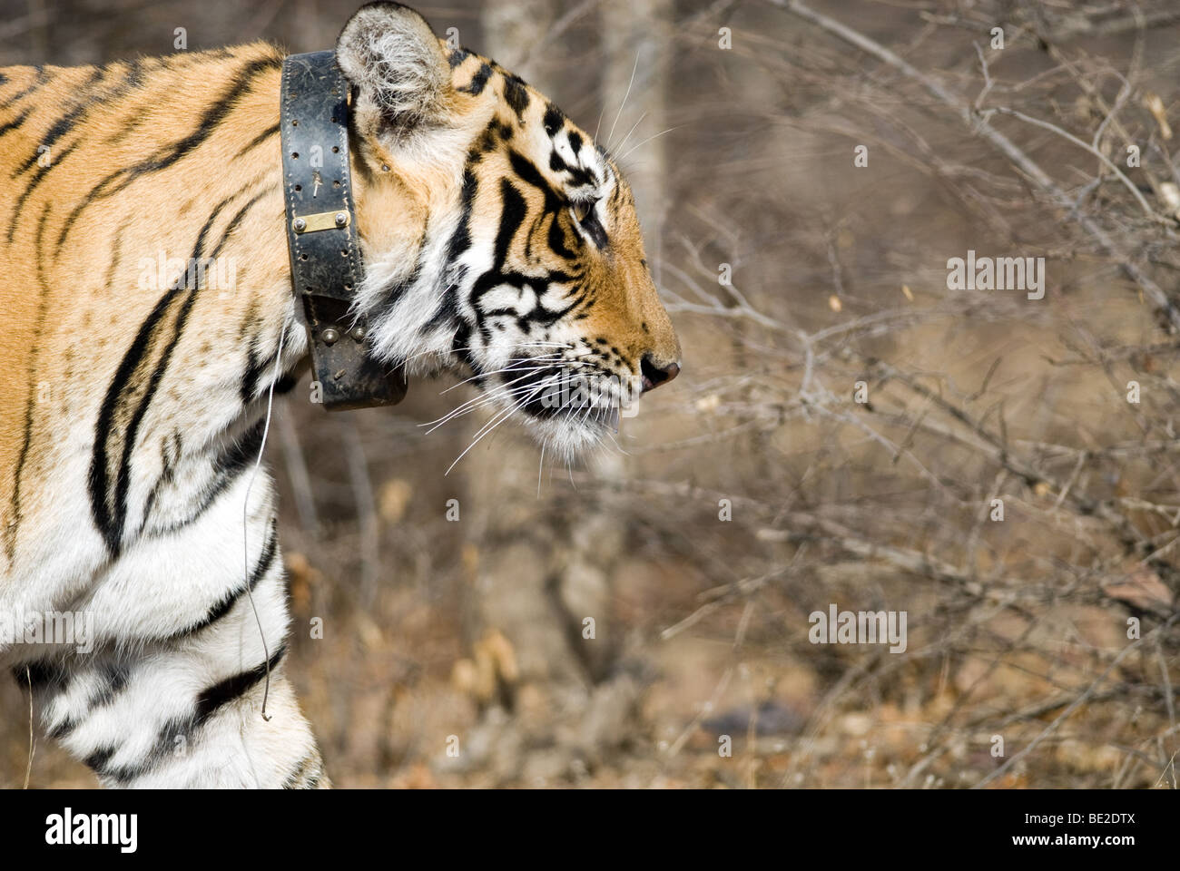 A Tigress wearing a radio collar Stock Photo - Alamy