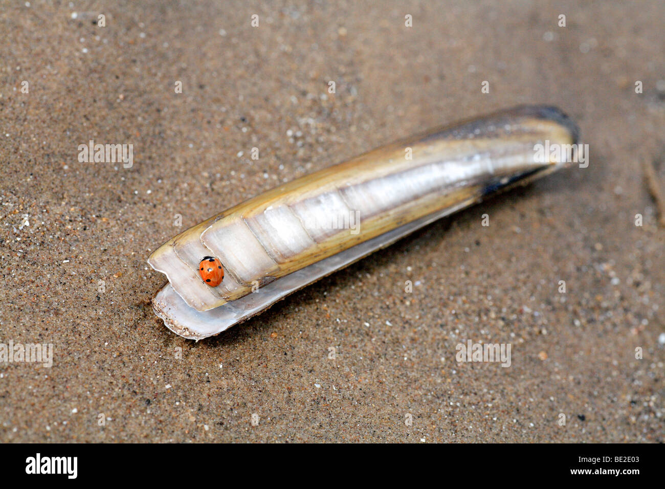 Clam shell sit hi-res stock photography and images - Alamy